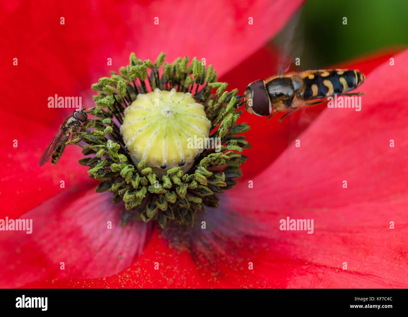 Two insects share a poppy for pollen collection Stock Photo - Alamy