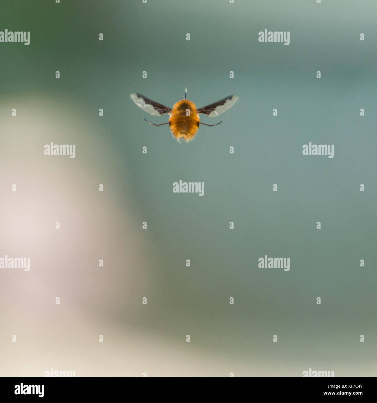 A macro shot of a hovering bee fly Stock Photo - Alamy