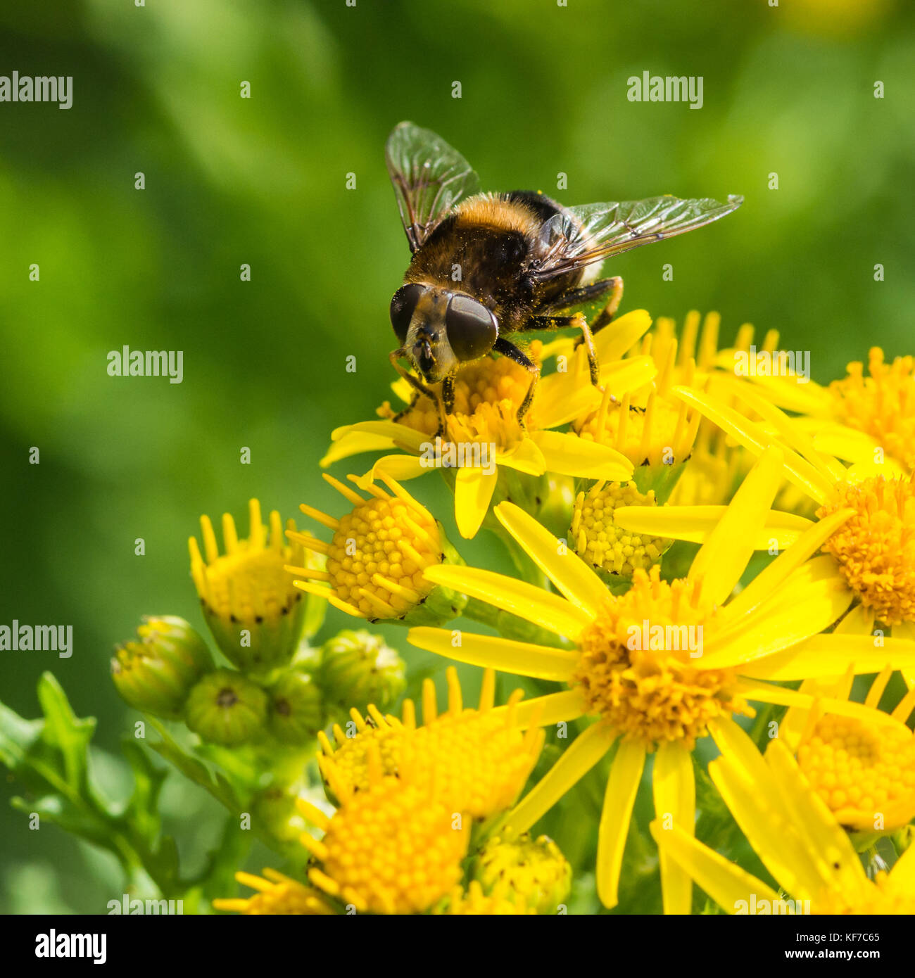 Hoverfly that looks like a bee hi-res stock photography and images - Alamy