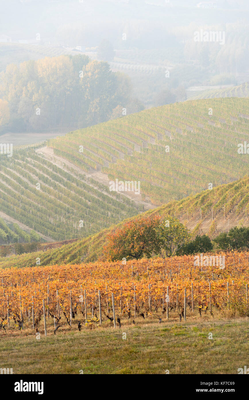 Vineyard landscape of Langhe in Piedmont region, Northern Italy, UNESCO ...