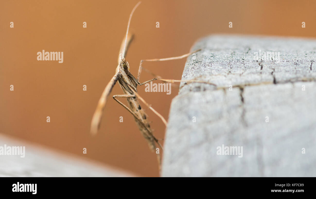 A macro shot of a common plume moth Stock Photo - Alamy
