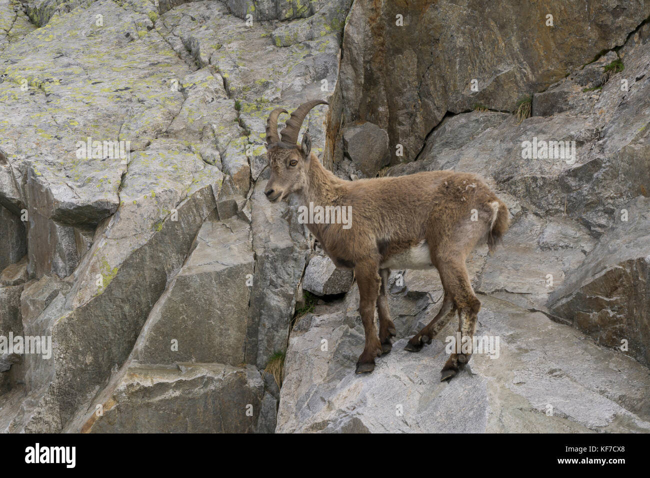 Ibex on a rock. French Alps Stock Photo - Alamy