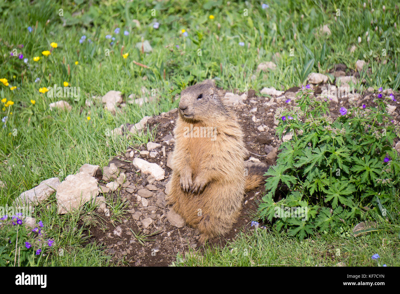 Alpine marmot in the natural environment Stock Photo - Alamy