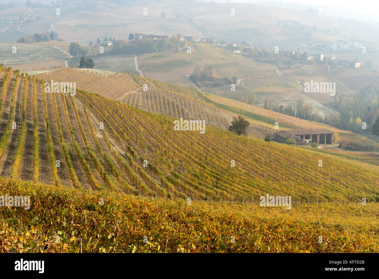 Vineyard landscape of Langhe in Piedmont region, Northern Italy, UNESCO ...