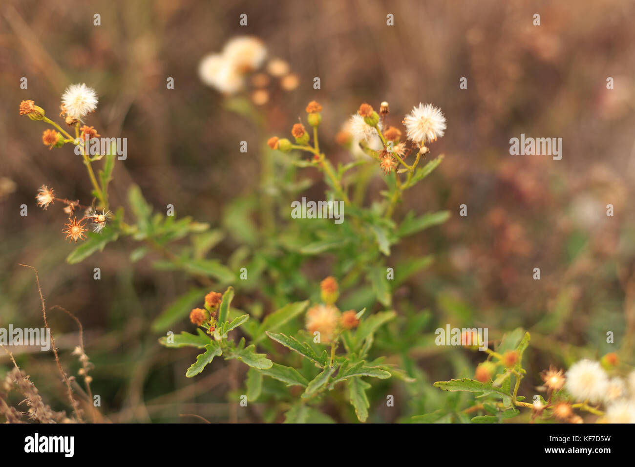 Autumn wild flowers background close up Stock Photo - Alamy