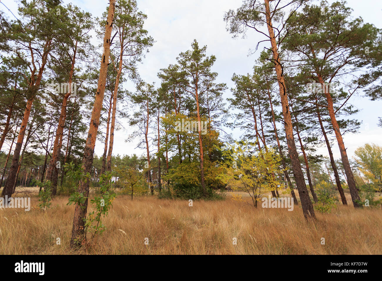 Big pine trees, view from down to up, fall time Stock Photo - Alamy