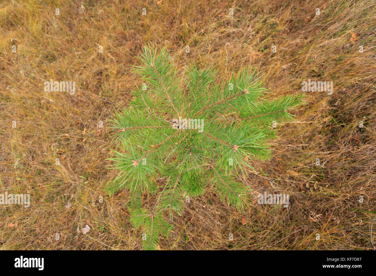 Young pine tree top view, fall time Stock Photo - Alamy