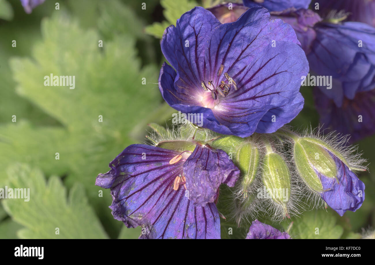 Purple flower close up Stock Photo - Alamy