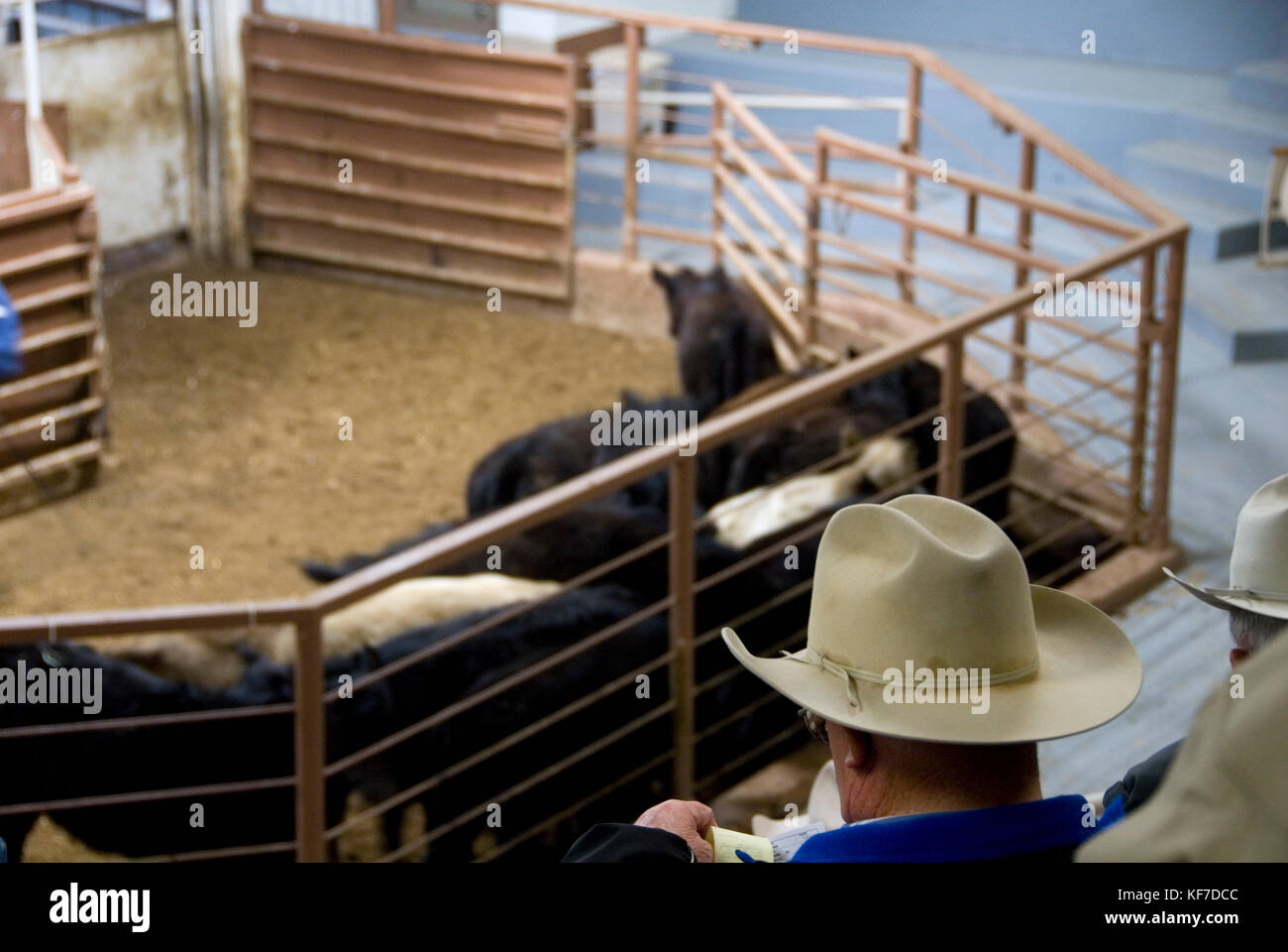 Cowboy with cattle hi-res stock photography and images - Alamy