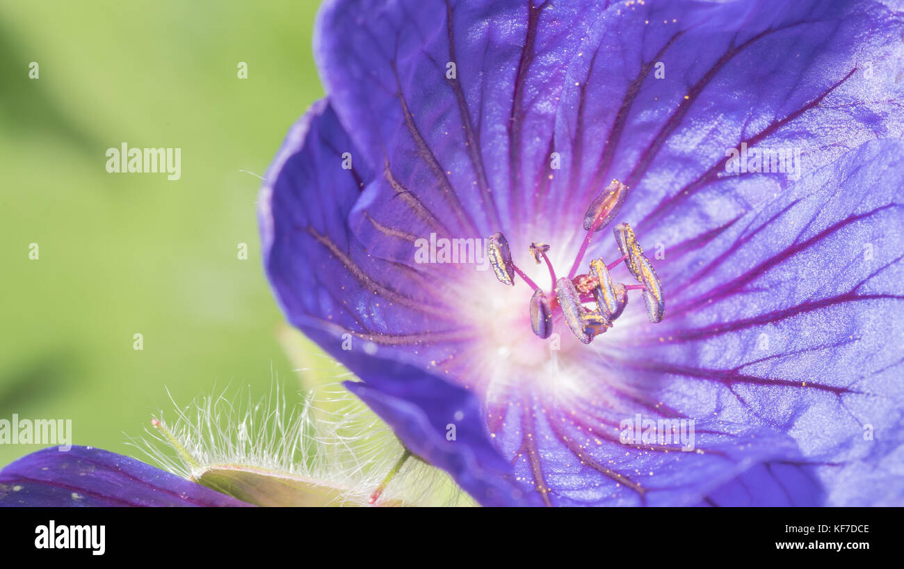 Purple flower close up Stock Photo - Alamy
