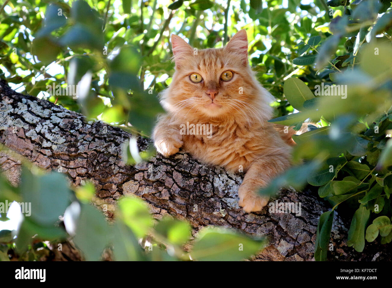 Lying tabby ginger cat hi-res stock photography and images - Alamy
