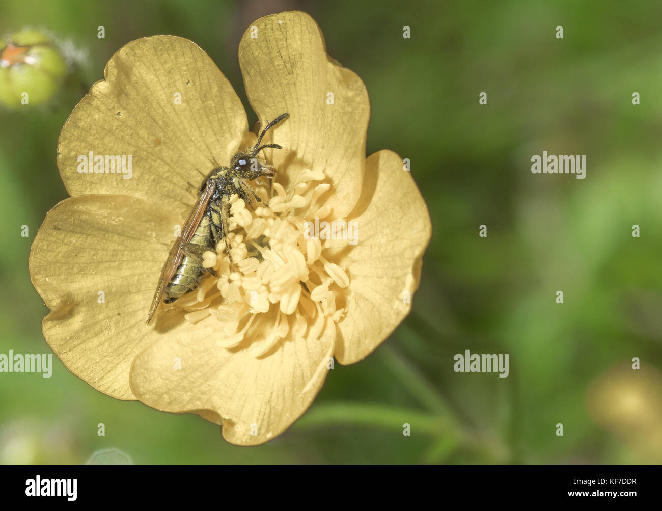 Insect on flower Stock Photo - Alamy