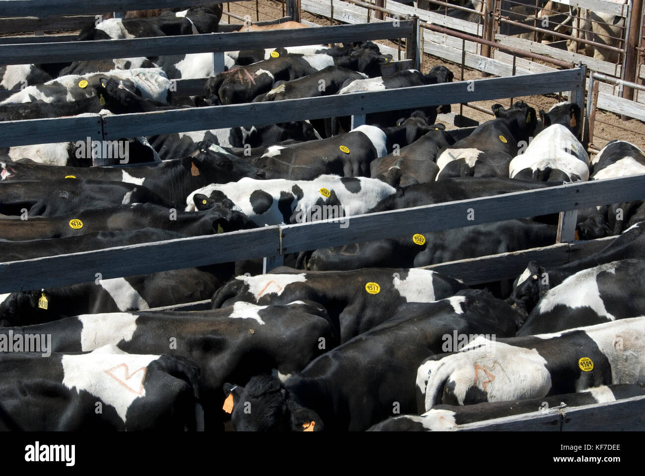 Old Holding Pens For Cattle