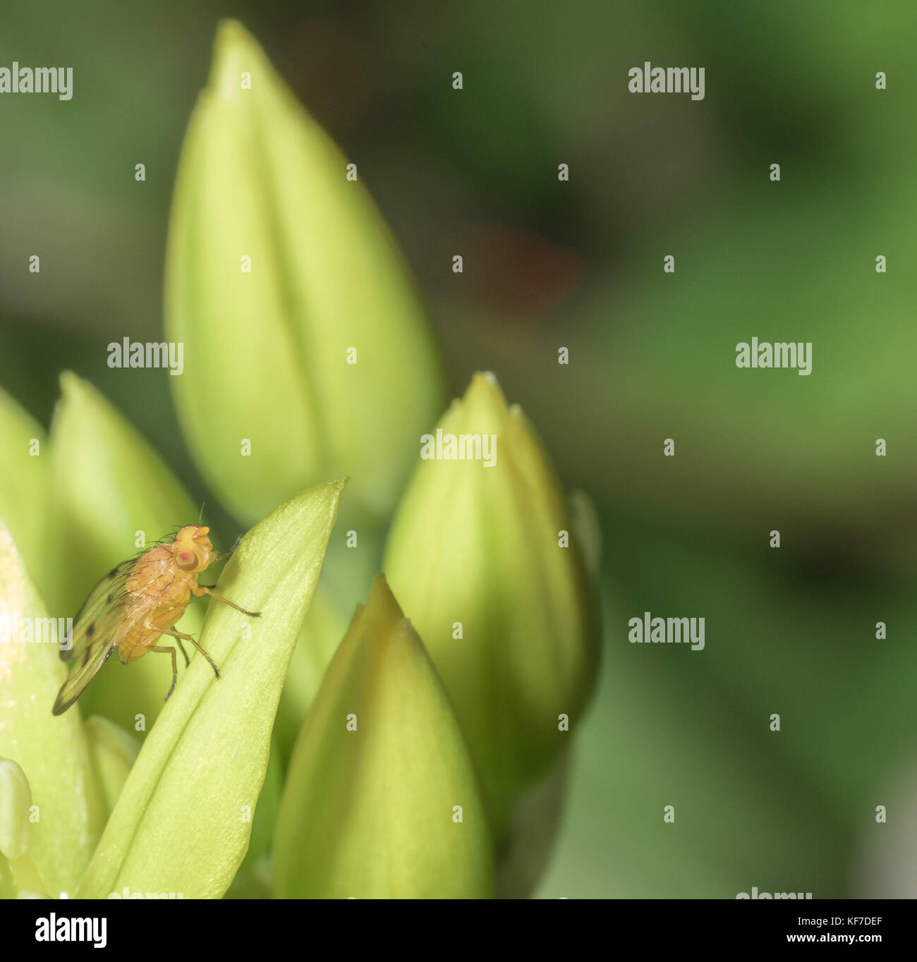 Fly on a plant isolated Stock Photo - Alamy