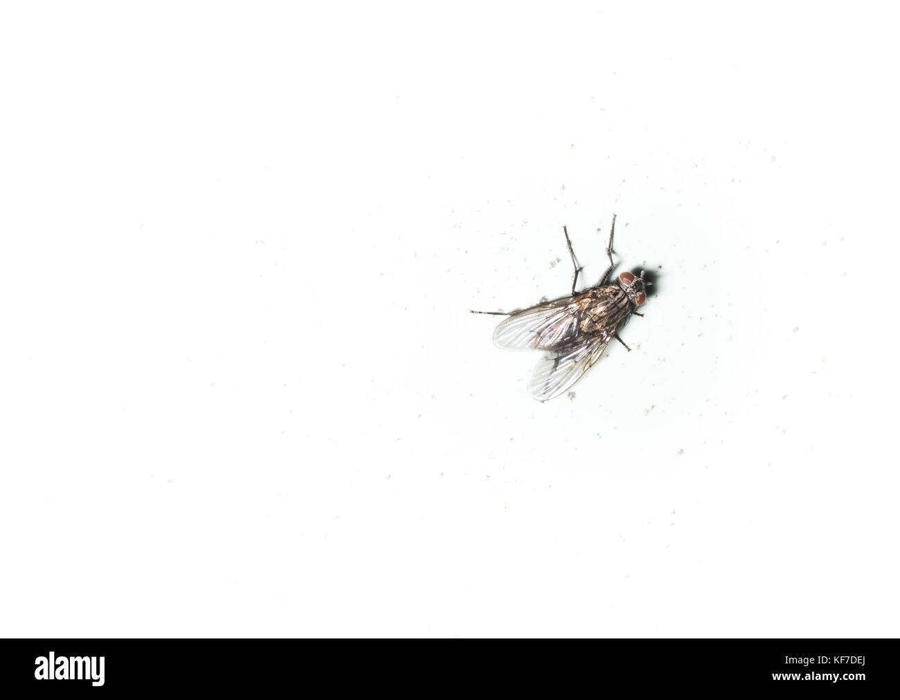 Dirt flies Cut Out Stock Images & Pictures - Alamy