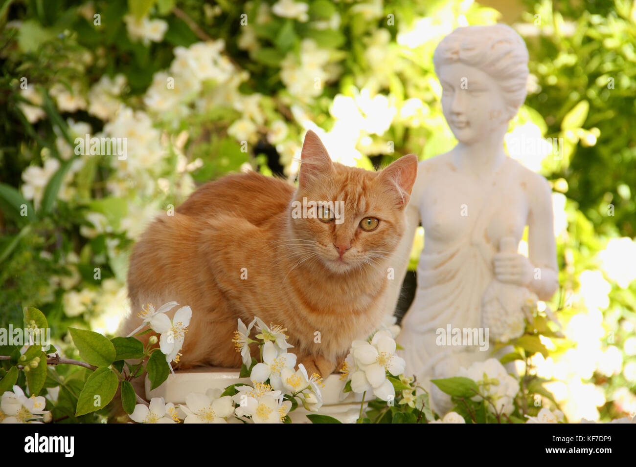 Ginger flower cat hi-res stock photography and images - Alamy
