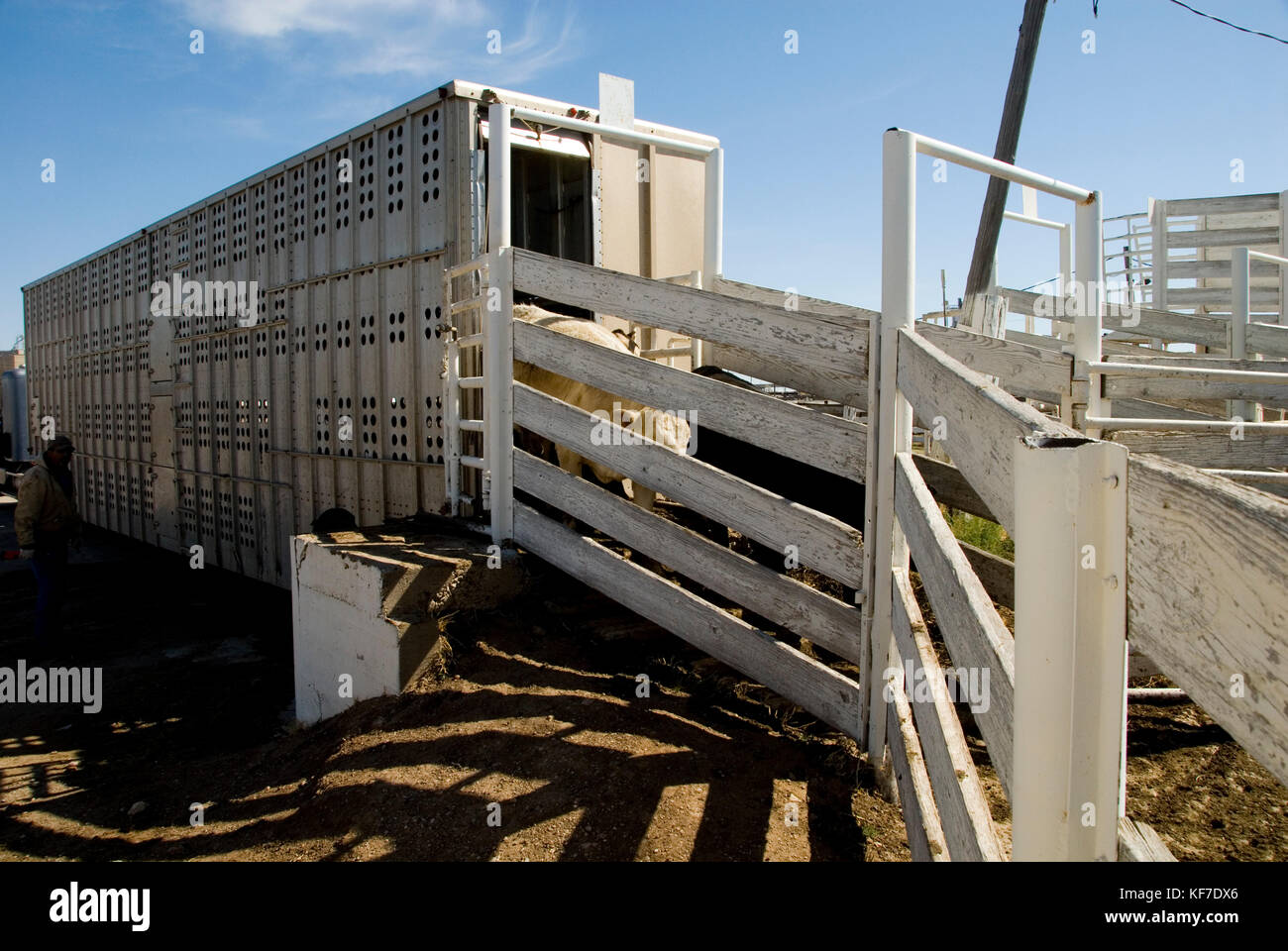 CATTLE UNLOADING FROM A TRAILER TO PENS AT CATTLE AUCTION Stock Photo ...