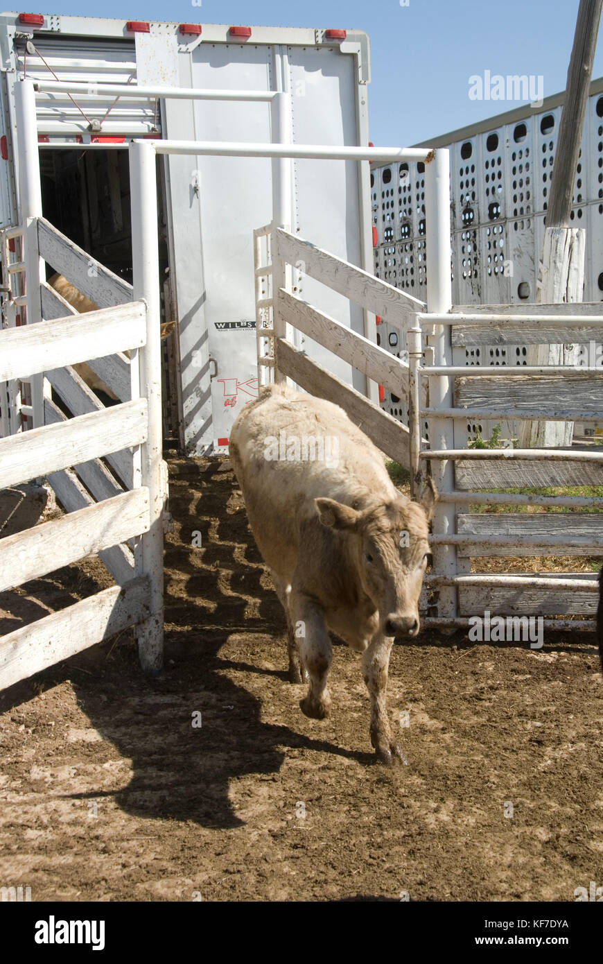 Cattle trailer hi-res stock photography and images - Alamy