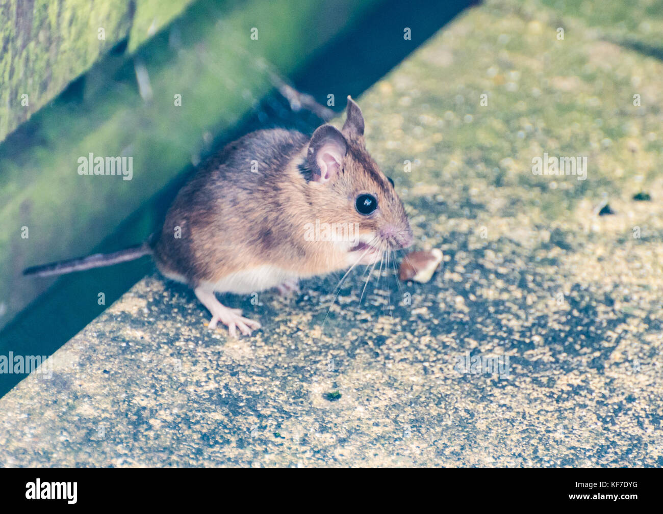 A close-up shot of a wood mouse Stock Photo - Alamy
