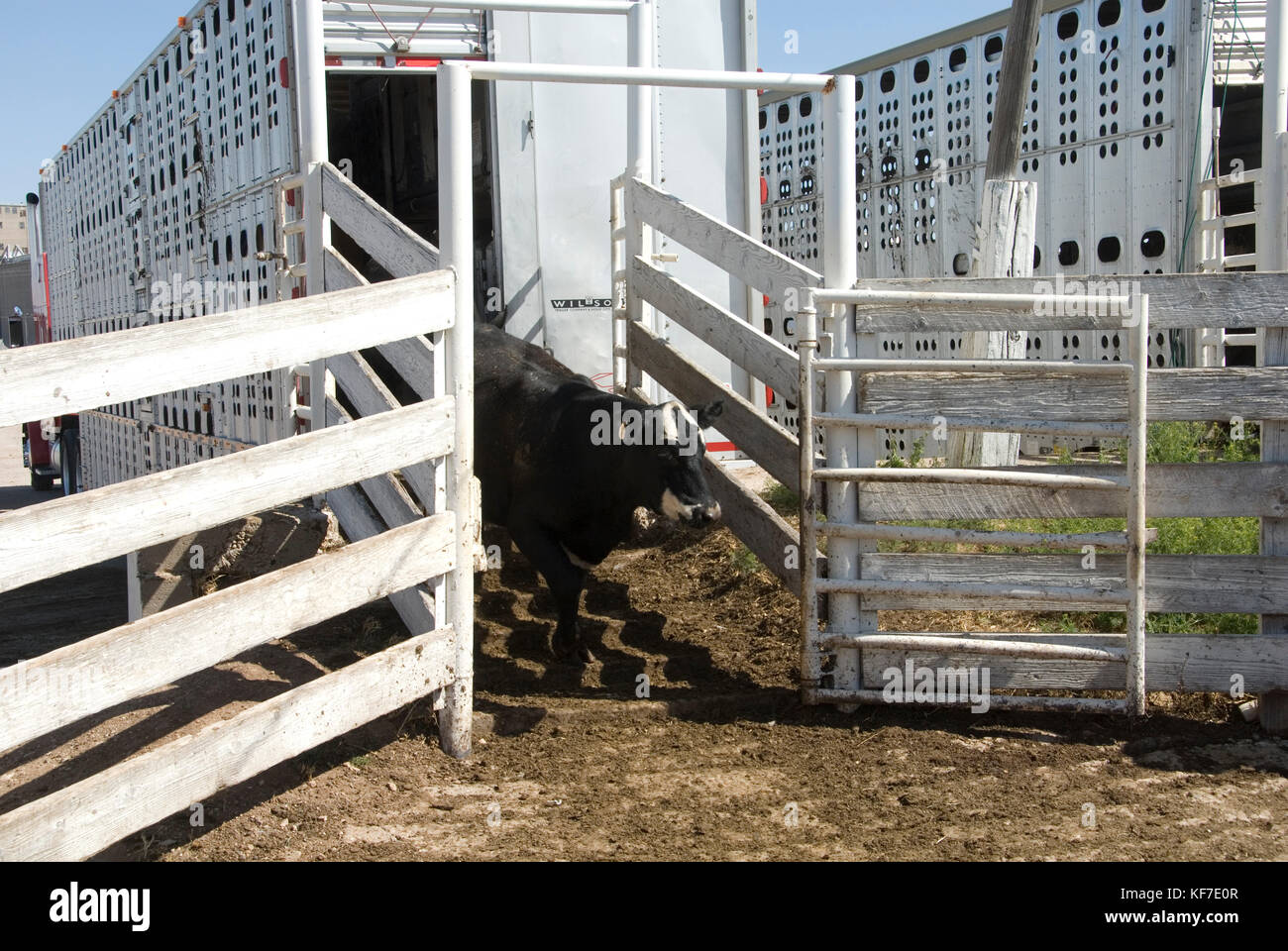 Cattle trailer hi-res stock photography and images - Alamy