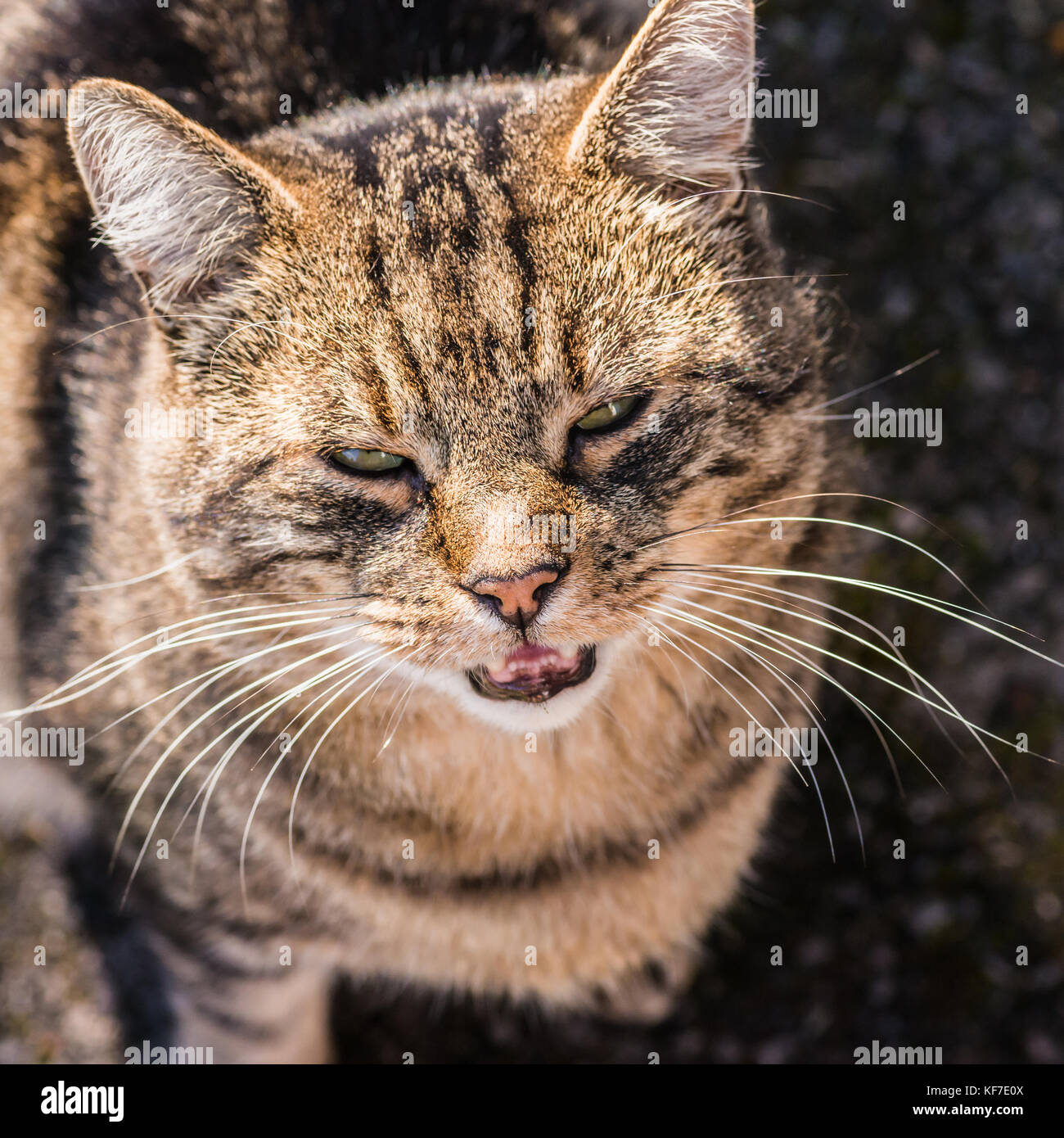 A shot of a tabby cat looking up into the camera lens Stock Photo - Alamy