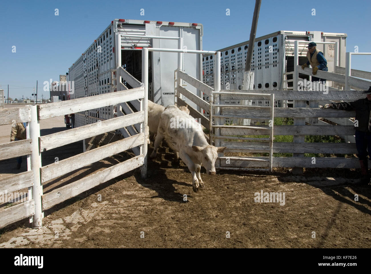 Cattle chute hi-res stock photography and images - Alamy