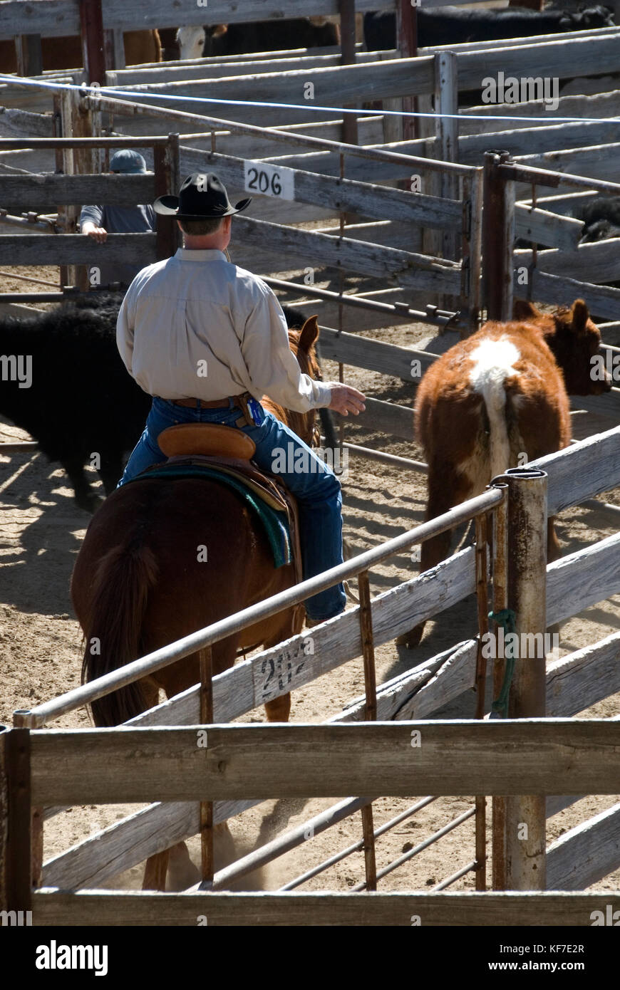 COWBOY ON HORSEBACK MOVING CATTLE THROUGH PENS AT AUCTION Stock Photo ...