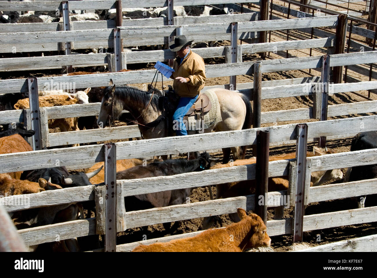 COWBOY ON HORSEBACK MOVING CATTLE THROUGH PENS AT AUCTION Stock Photo ...