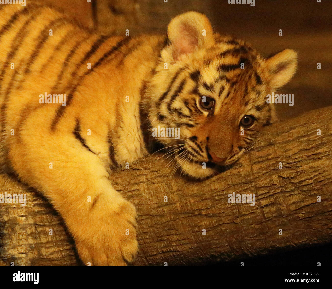 A Tiger cub hugging a log Stock Photo - Alamy