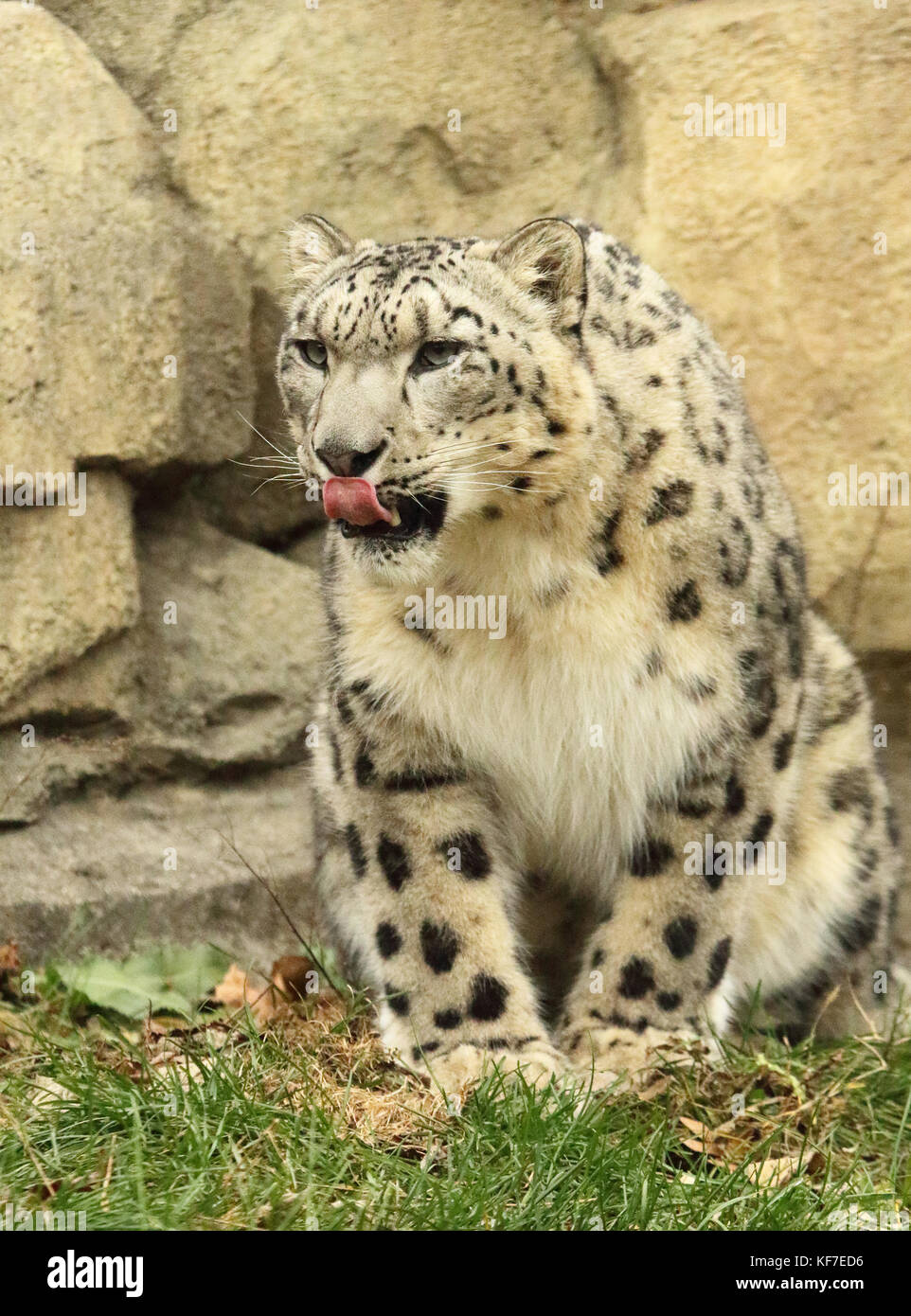 A Snow Leopard considering a pounce Stock Photo - Alamy