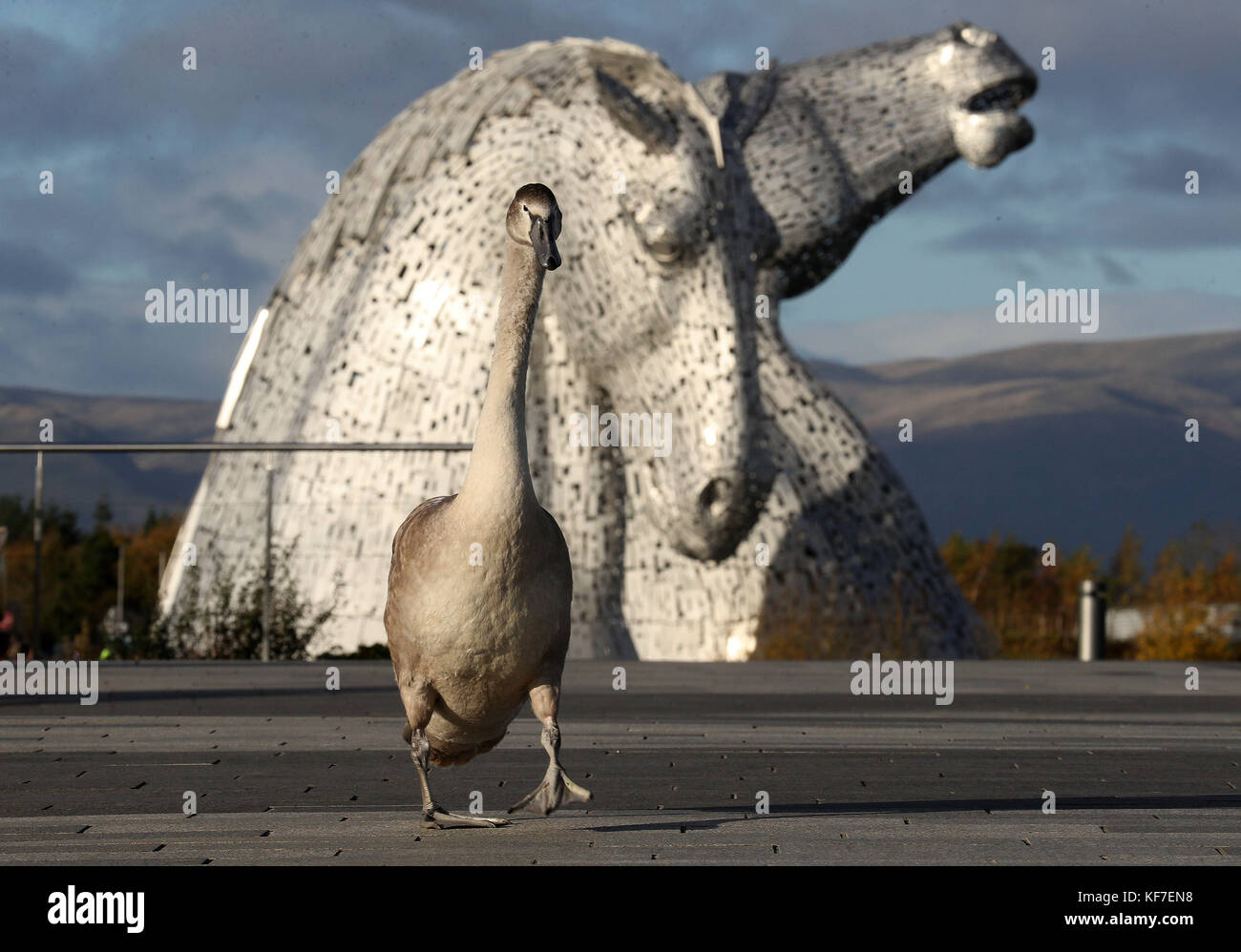 The kelpies swan hi-res stock photography and images - Alamy