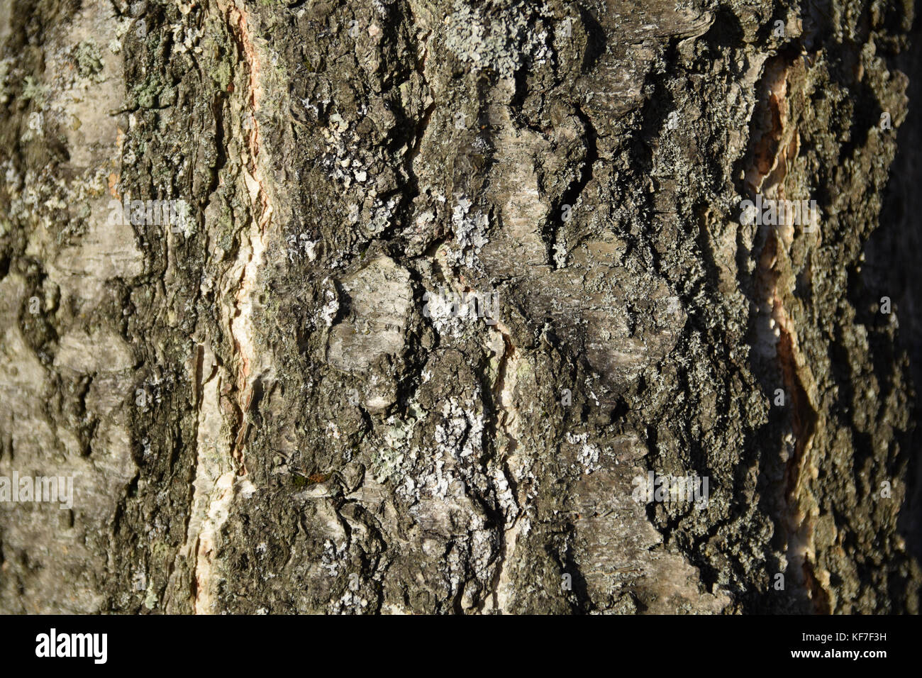 Silver birch tree bark hi-res stock photography and images - Alamy