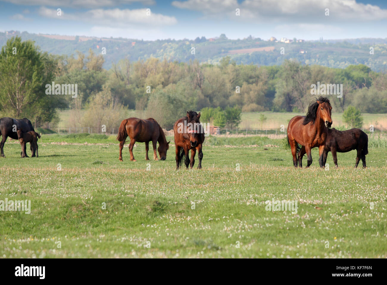 Herd horses on field horse hi-res stock photography and images - Alamy