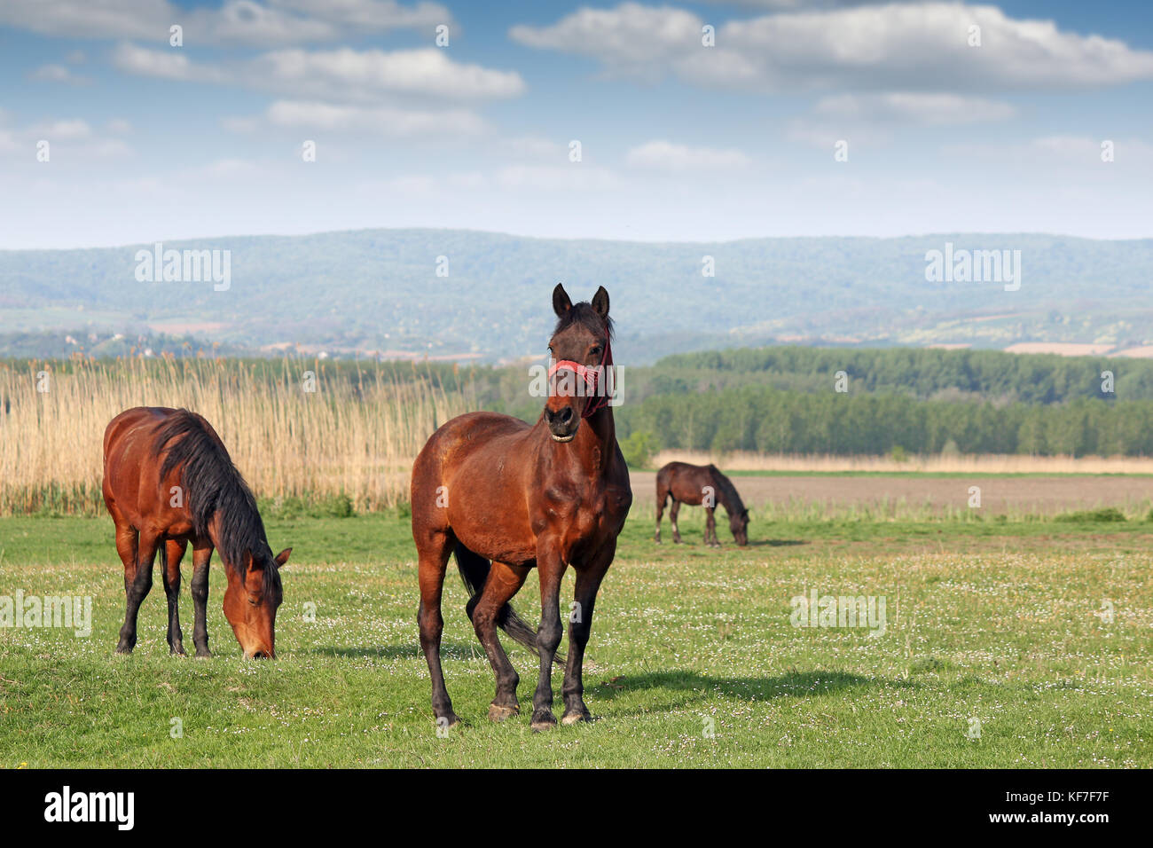 horses grazing on field Stock Photo - Alamy