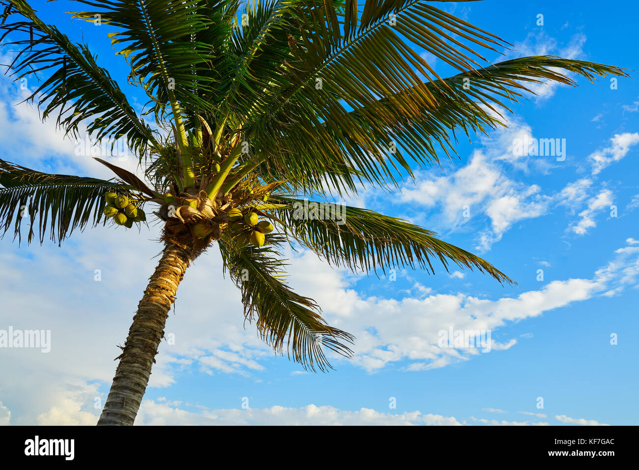 Coconut palm tree in Mayan Riviera Maya of Mexico Stock Photo - Alamy