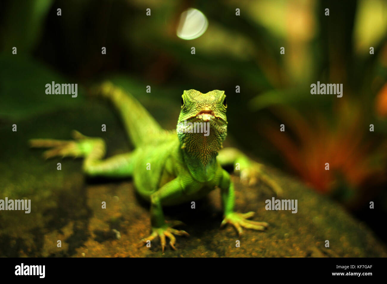 Western green lizard hi-res stock photography and images - Alamy