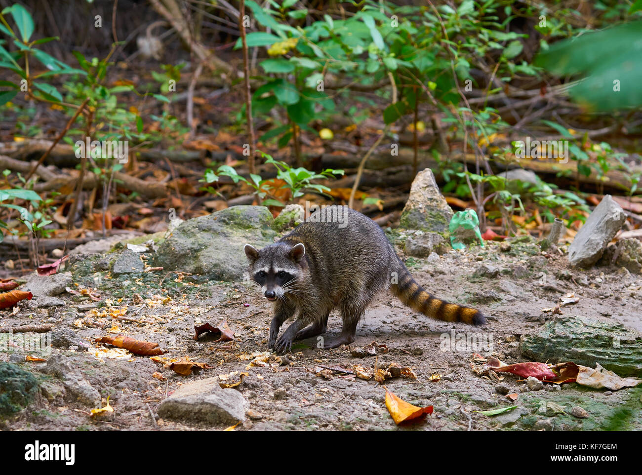 Mexican Raccoon High Resolution Stock Photography and Images - Alamy