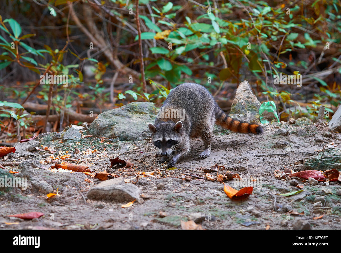 Mexican Raccoon High Resolution Stock Photography and Images - Alamy