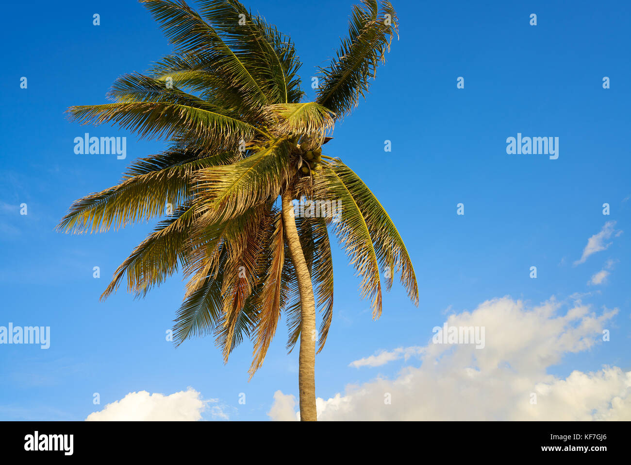 Caribbean coconut palm tree in Riviera Maya Mayan Mexico Stock Photo ...