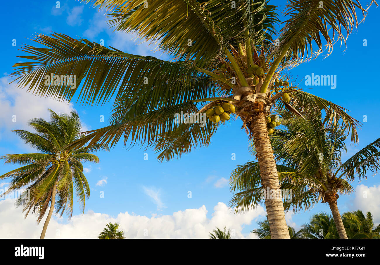 Caribbean coconut palm tree in Riviera Maya Mayan Mexico Stock Photo ...