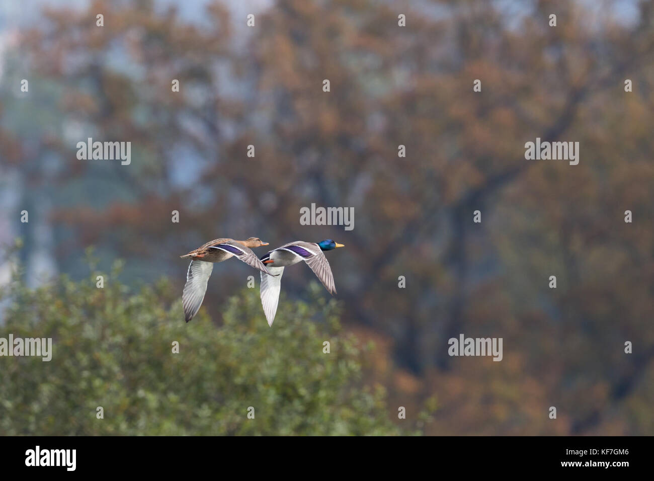 pair of natural mallard ducks (anas platyrhynchos) flying with trees ...