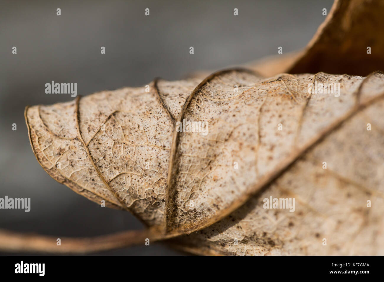 detailed macro of withered natural fallen leaf Stock Photo - Alamy
