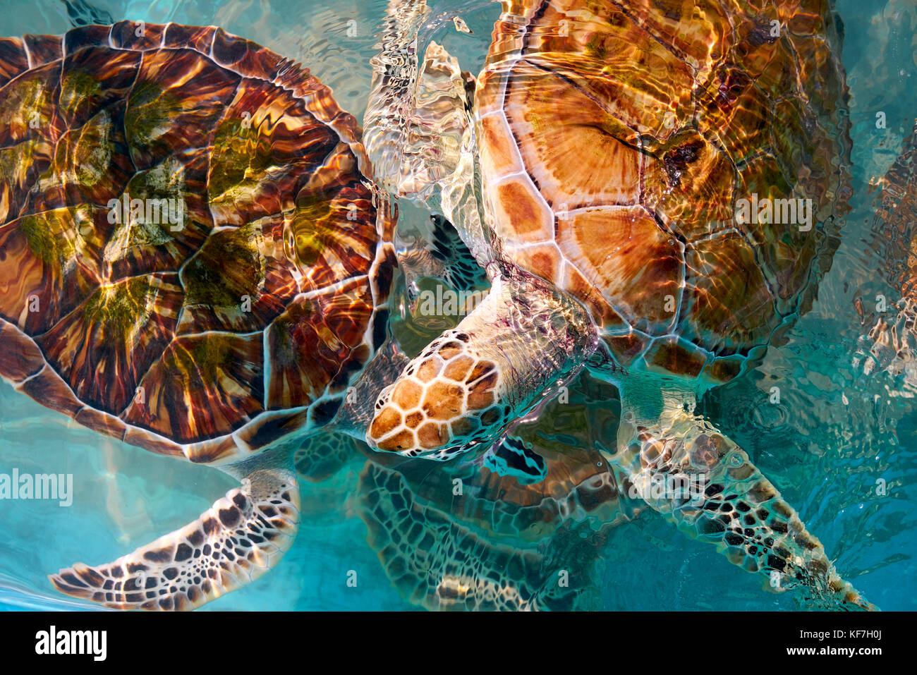 Turtles photomount in Caribbean water turquoise of Mexico Stock Photo ...