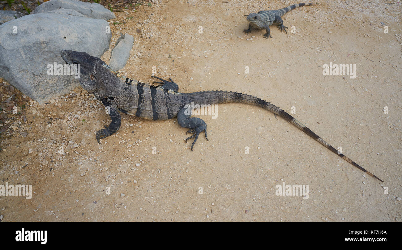Mexican iguana in Tulum ruins of Riviera Maya Mexico Stock Photo - Alamy