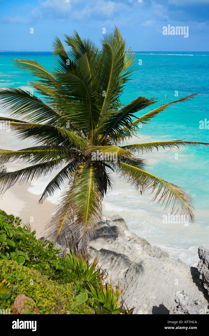 Tulum turquoise beach palm tree in Riviera Maya at Mayan Mexico Stock ...