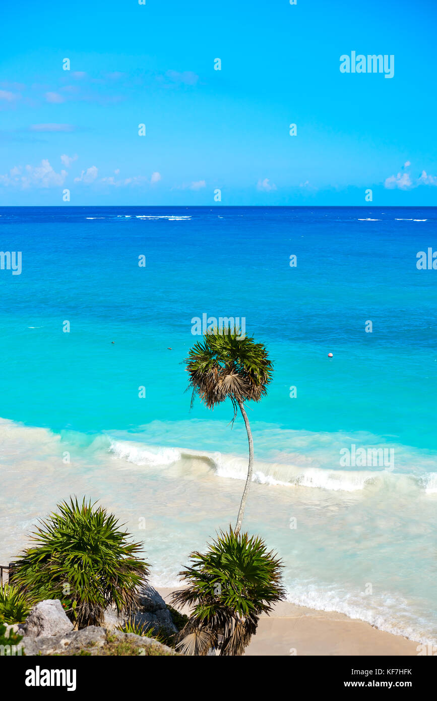 Tulum turquoise beach palm tree in Riviera Maya at Mayan Mexico Stock ...