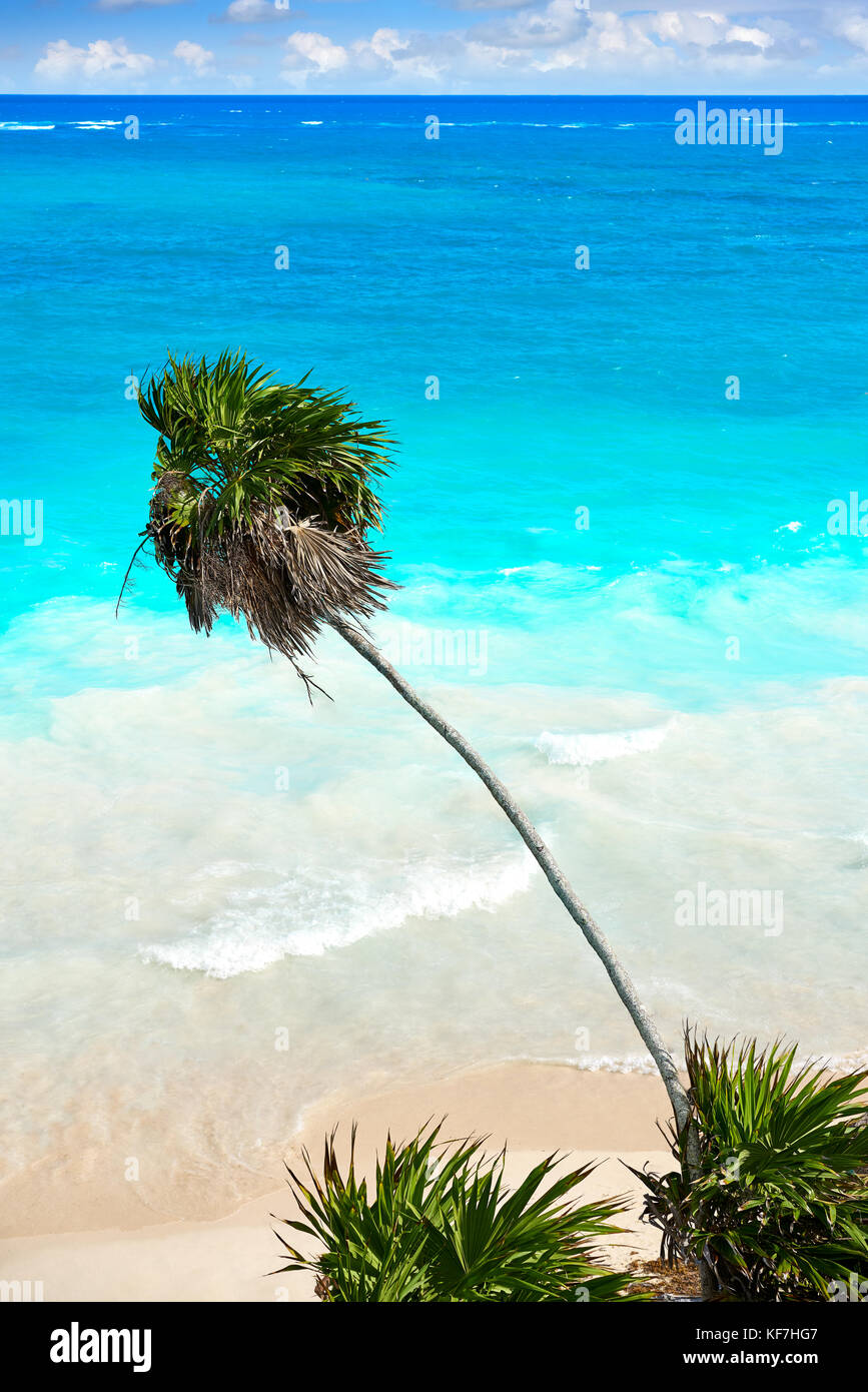 Tulum turquoise beach palm tree in Riviera Maya at Mayan Mexico Stock ...