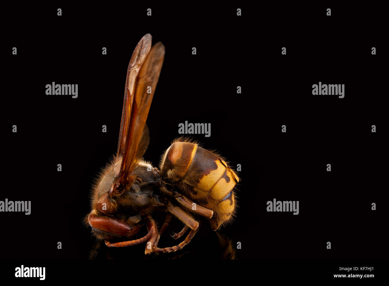 Close up on hornet isolated on black background, side view Stock Photo ...