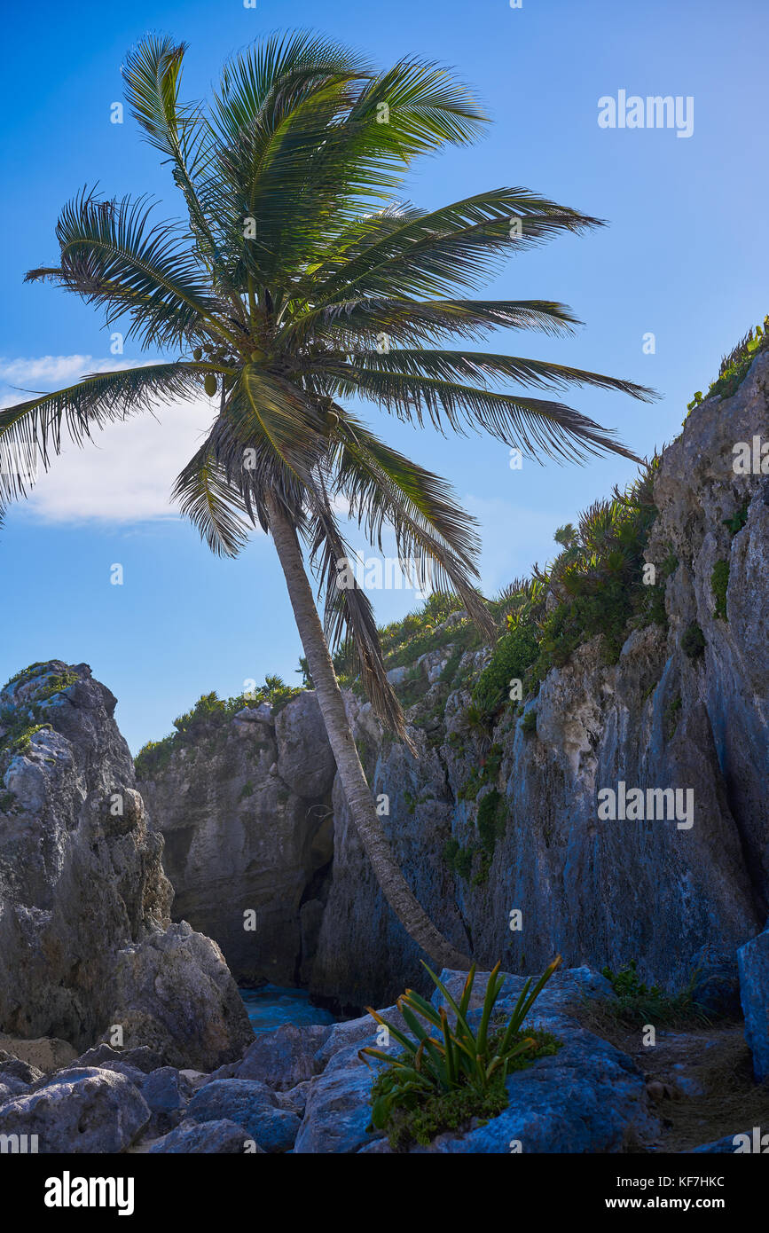 Tulum beach palm tree in Riviera Maya at Mayan Mexico Stock Photo - Alamy
