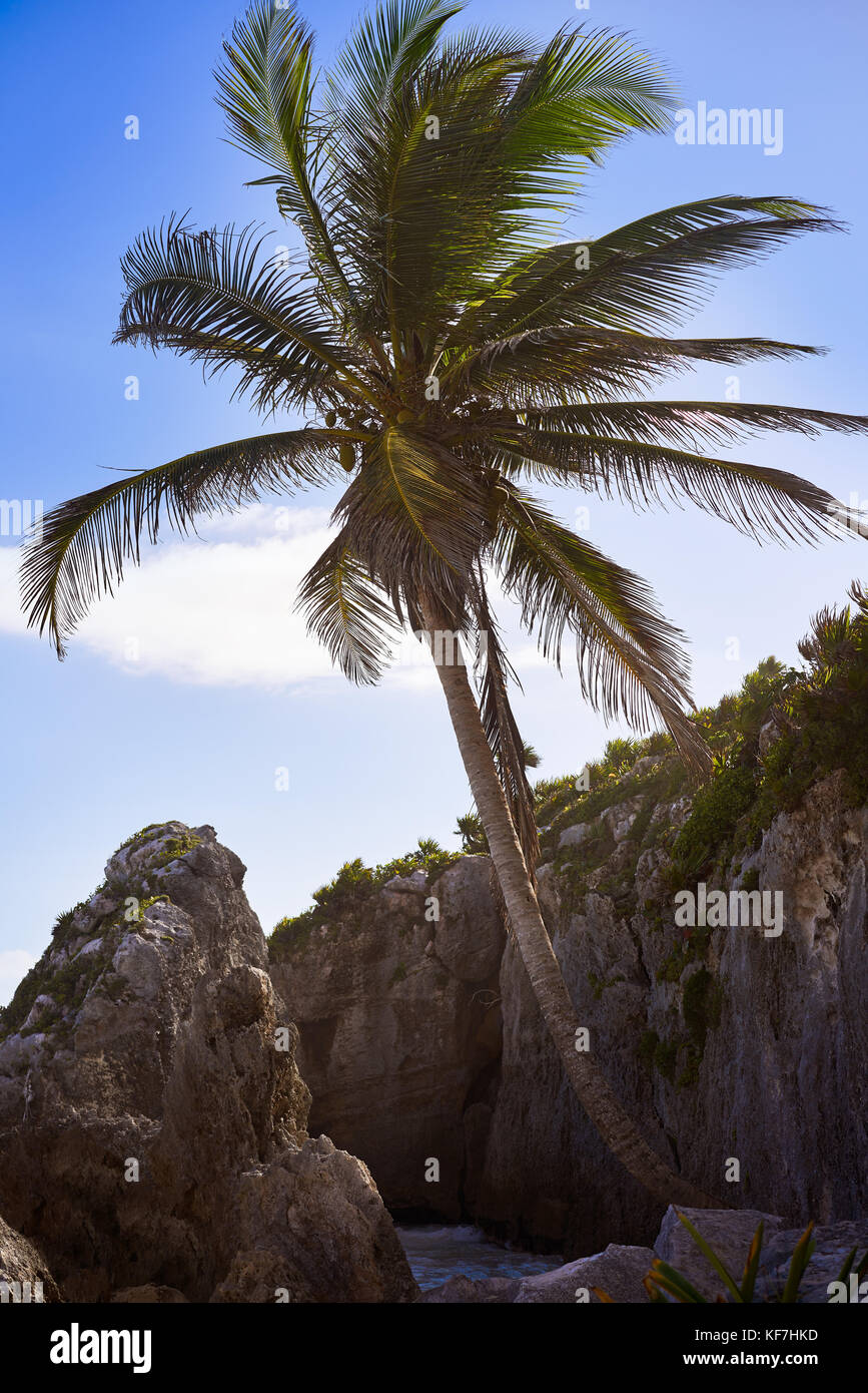 Tulum beach palm tree in Riviera Maya at Mayan Mexico Stock Photo - Alamy
